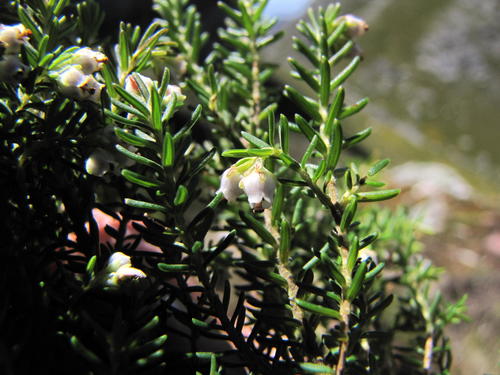 Erica magistrati · iNaturalist United Kingdom