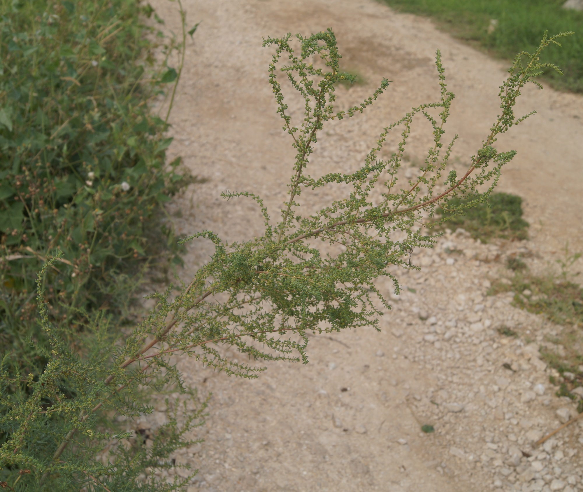 Suaeda altissima (L.) Pall.