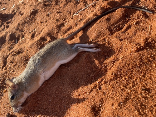 Black-tailed Gerbil (Gerbilliscus nigricaudus) · iNaturalist