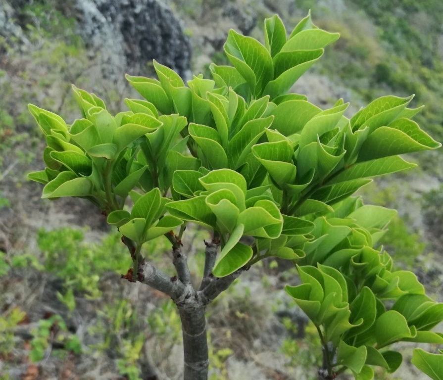 (Cyphostemma mappia) - Botanical Realm