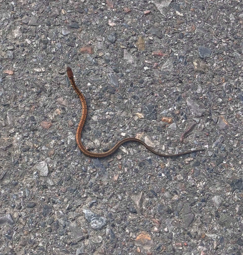 Black-headed Collared Snake in April 2018 by Yingyod Lapwong ...