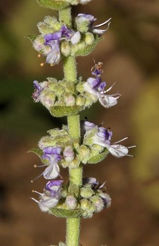 Camphor Spurflower (Coleus cylindraceus) · iNaturalist