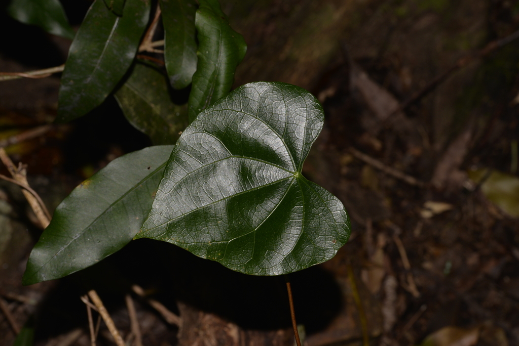 pearl vine from Karangi NSW 2450, Australia on August 24, 2021 at 04:09 PM by Nick Lambert ...