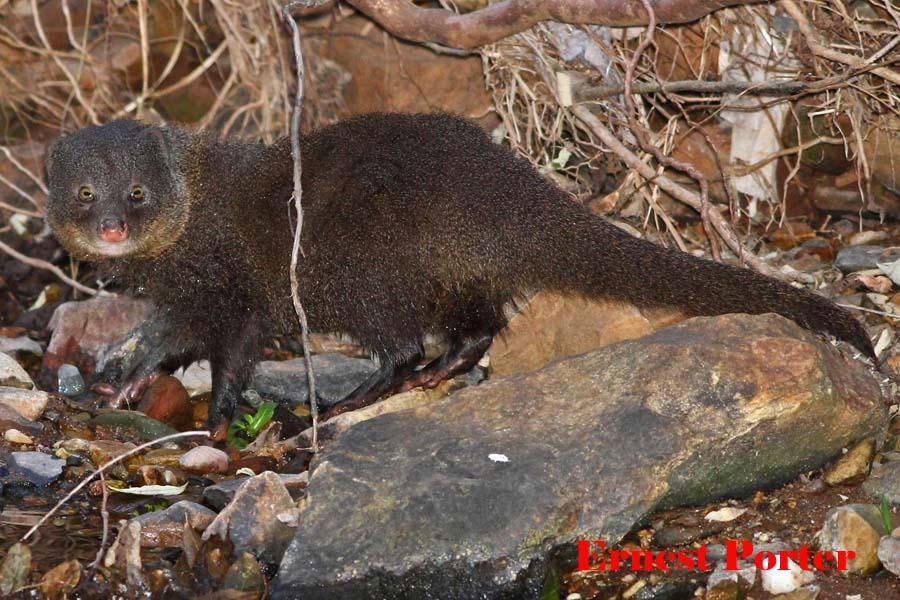 Marsh Mongoose (Atilax paludinosus) - Know Your Mammals