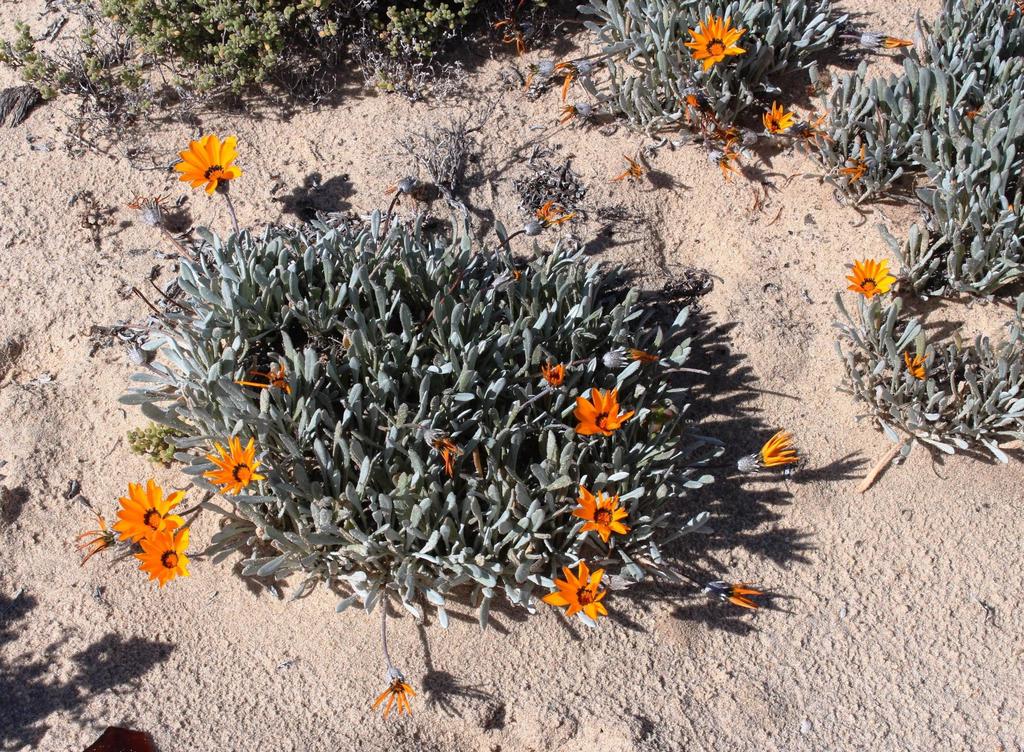 Greyleaf Gazania (Gazania splendidissima) - Botanical Realm