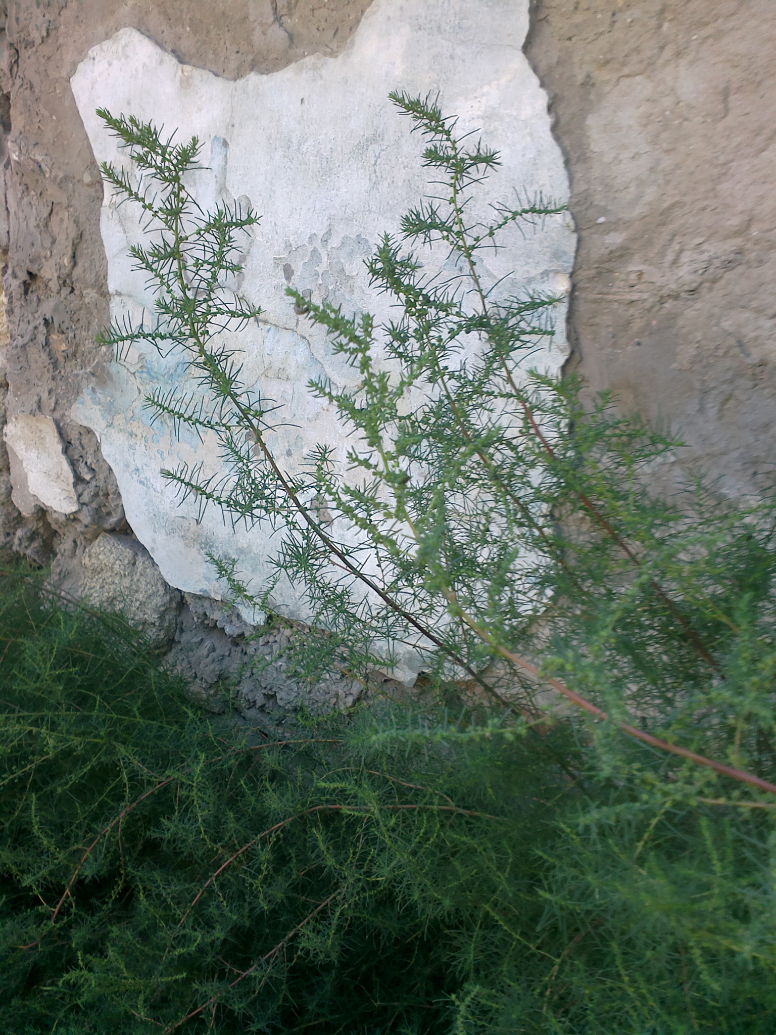 Suaeda altissima (L.) Pall.