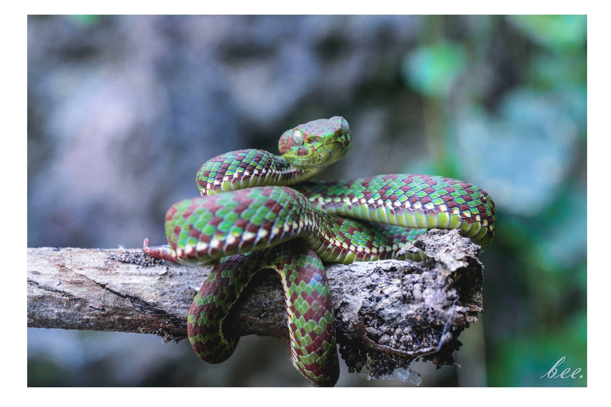 Trimeresurus venustus Vogel, 1991