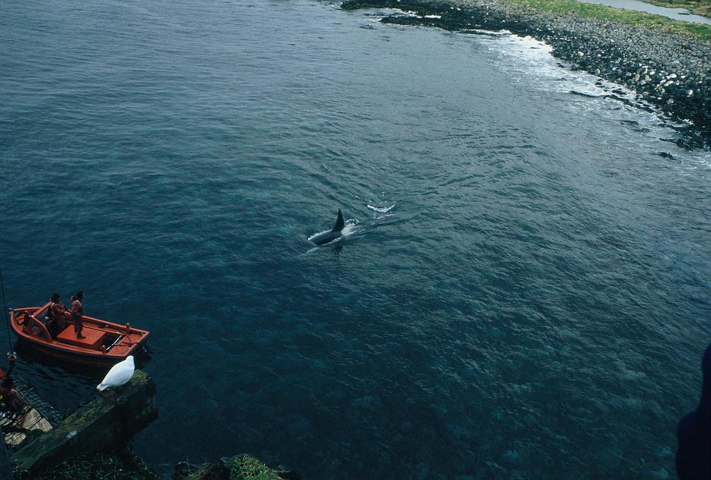 Orca from Marion Island on May 10, 1994 by lizziepop. Killer Whale ...