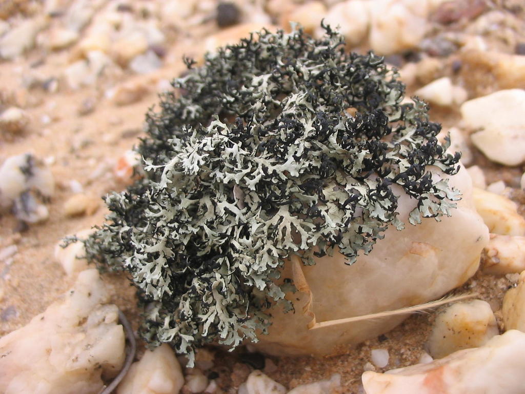 Gravel Plain Shield Lichen (Fungi of southern Africa) · iNaturalist