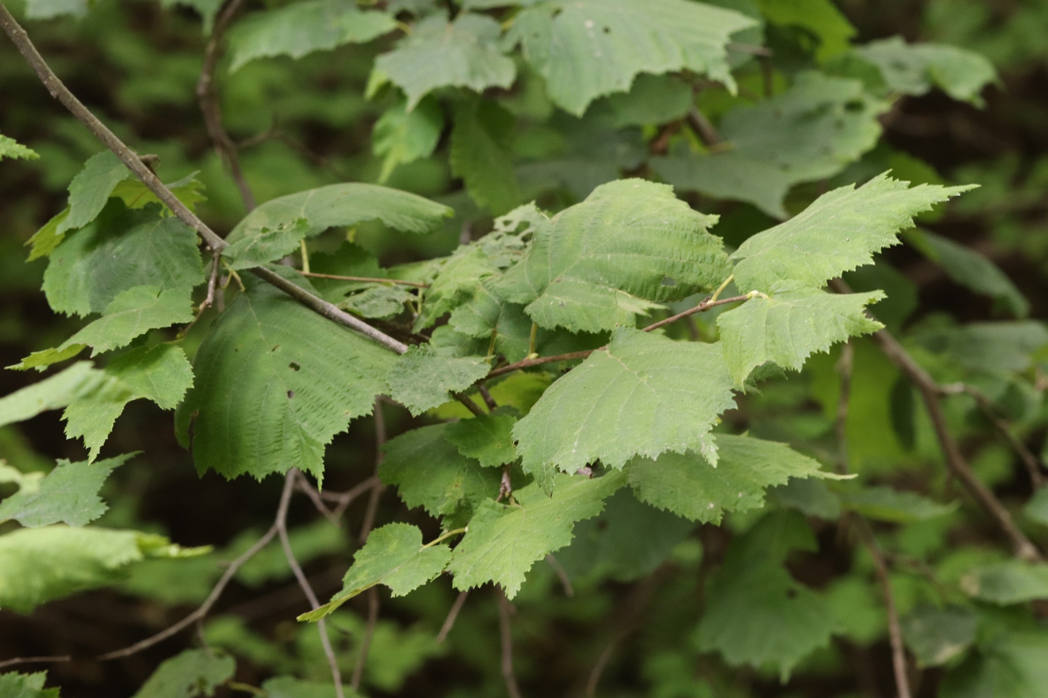 Corylus sieboldiana var. mandshurica (Maxim.) C.K.Schneid.