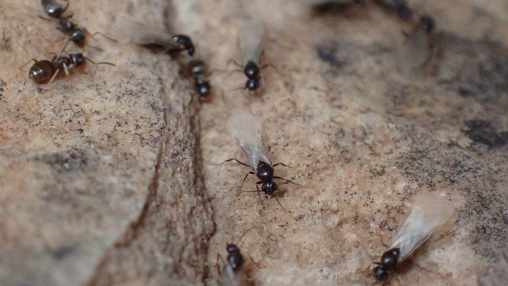 Rover Ants from East Kootenay, BC, Canada on August 5, 2021 at 11:27 AM ...