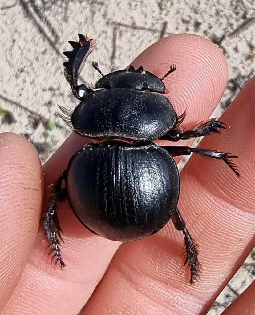 Pachysoma aesculapius (Dung Beetles of Cape Town) · iNaturalist