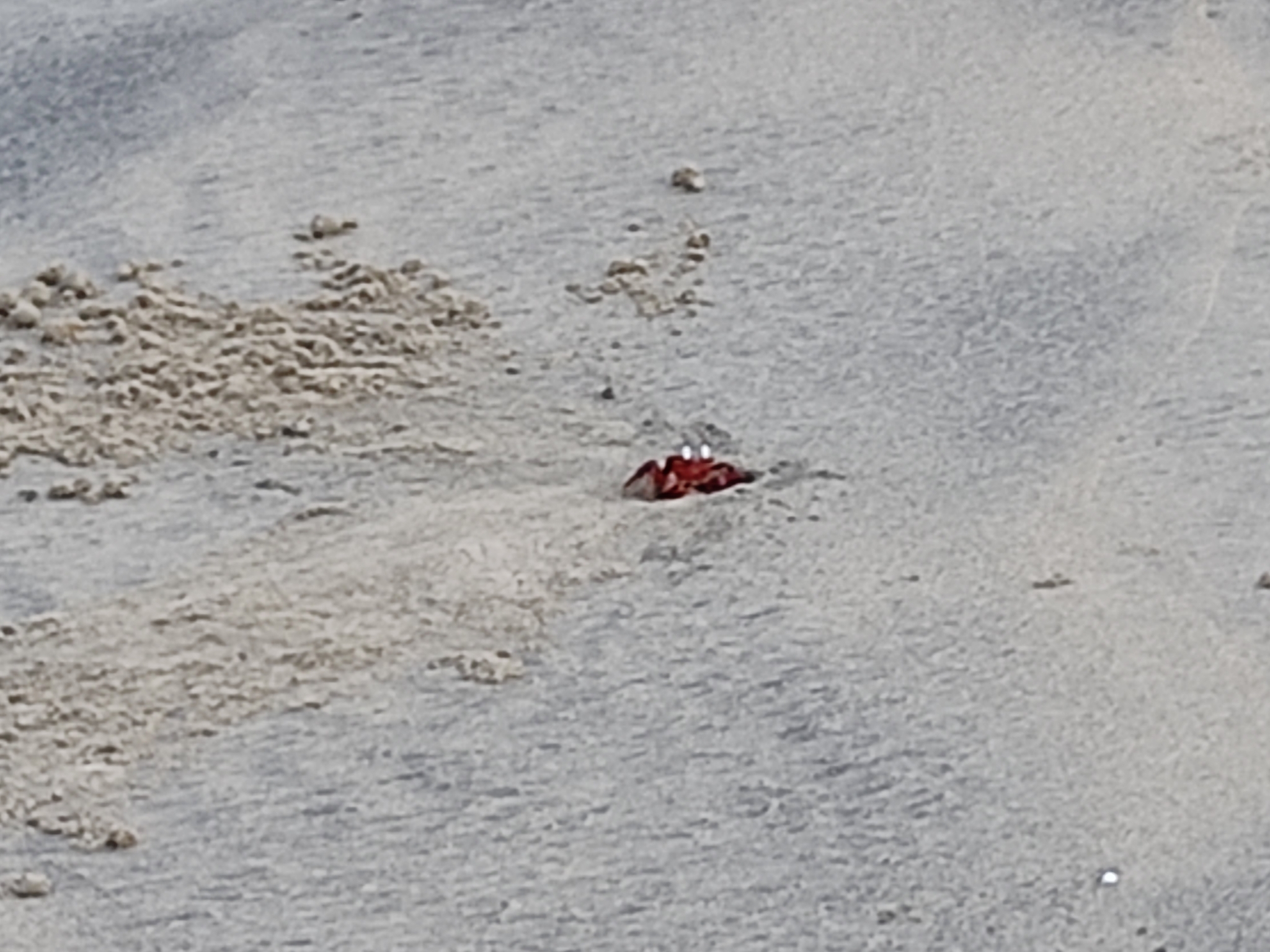 Ocypode macrocera H.Milne Edwards, 1837