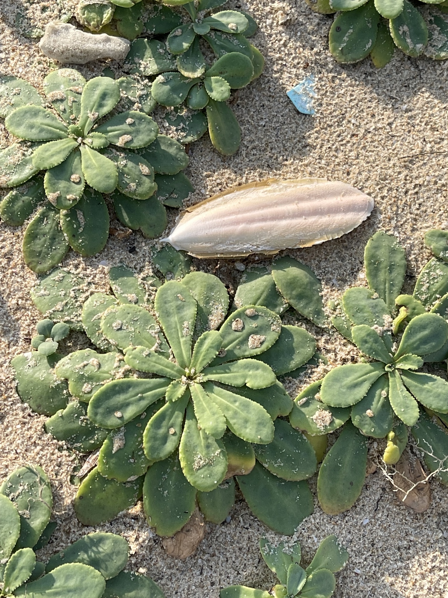 Launaea sarmentosa (Willd.) Sch.Bip. ex Kuntze