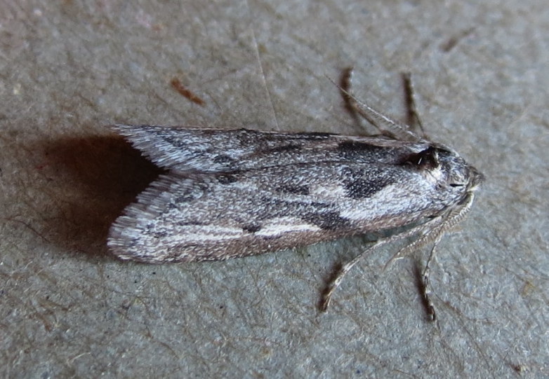 Bagworm Moths from 2, Mauritz Rd on April 5, 2013 by kooscl ...