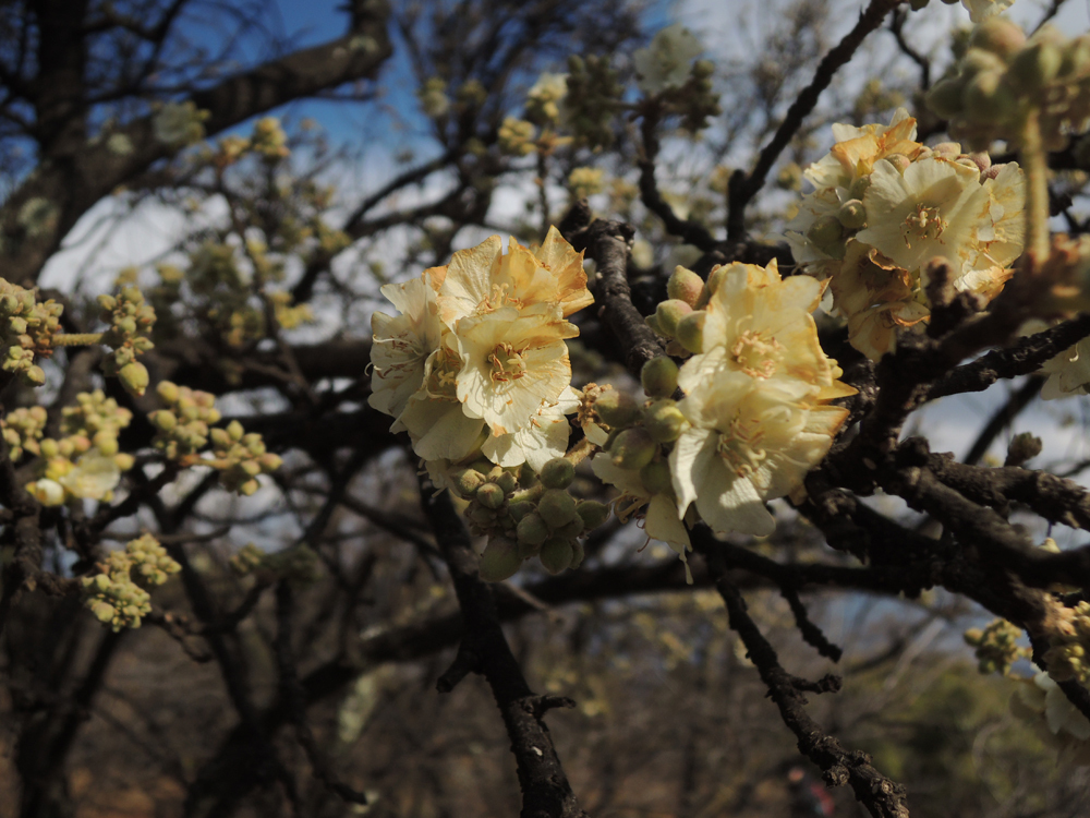 South African Wild Pear from klipriversberg nature reserve on August 9 ...