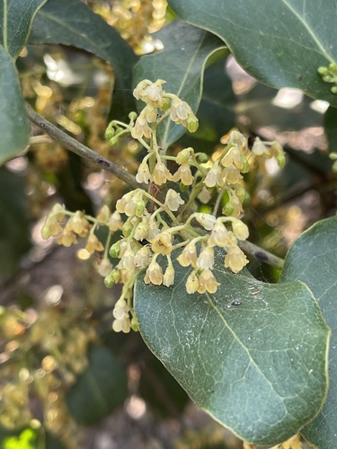 Coastal Hairy Guarri (Subspecies Euclea natalensis obovata) · iNaturalist