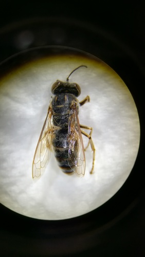 Bembix borrei · iNaturalist United Kingdom