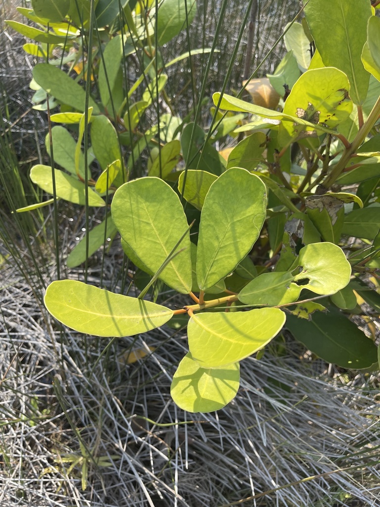 (Brexia madagascariensis) - Botanical Realm