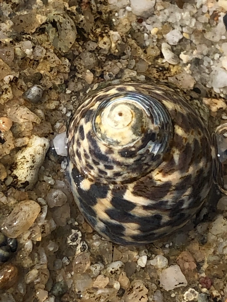 Turbinate Monodont from Central Macedonia, Macedonia and Thrace, GR on ...