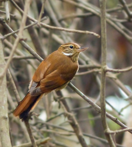 Subspecies Xenops minutus alagoanus · iNaturalist