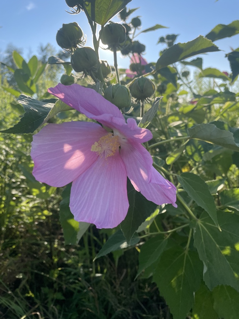 swamp rose mallow from Acacia Reservation, Lyndhurst, OH, US on August ...