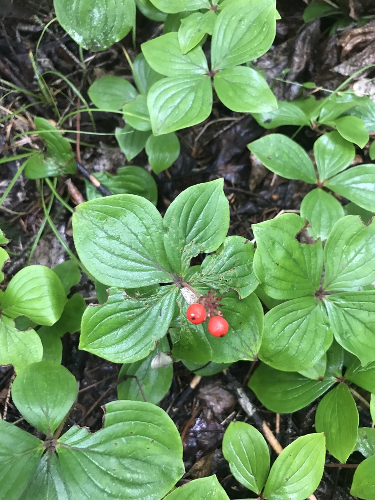Canadian bunchberry from Whitemud Creek Ravine South, Edmonton, AB, CA ...