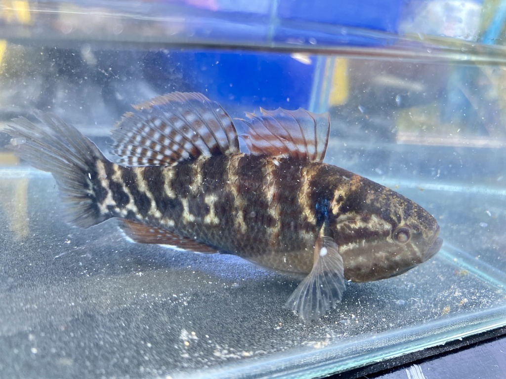 Fat Sleeper (Dormitator maculatus) - Marine Life Identification