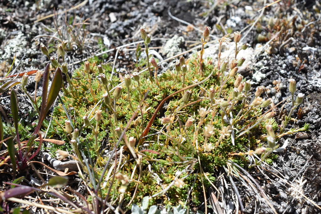 alpine sandwort from Lake County, CO, USA on August 22, 2021 at 02:18 ...