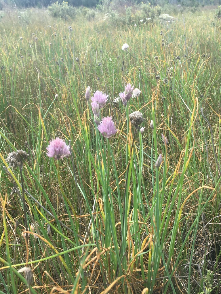 Wild Chives in August 2021 by Tyler Miller · iNaturalist