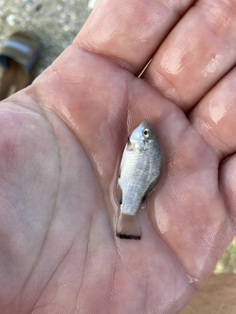 Sheepshead Minnow from Matagorda Bay, Port O'Connor, TX, US on August ...