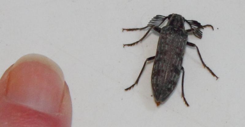 Ptiocerus in April 2013 by Marion Maclean. Two-comb safari suit ...