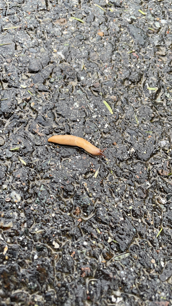 Smooth Land Slugs from Anchorage on August 24, 2021 at 08:04 AM by ...