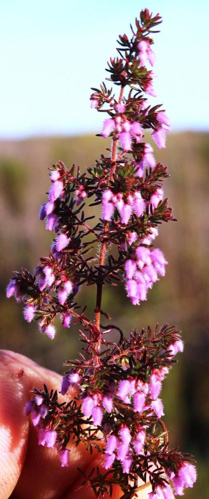 Common Baby Heath (Heaths of the Cape Peninsula) · iNaturalist