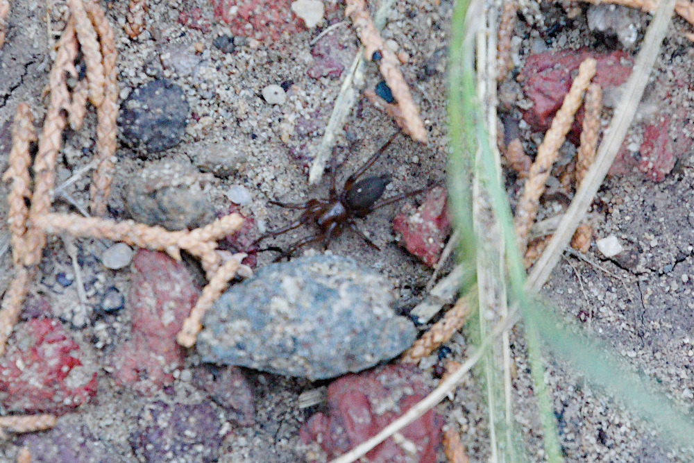 Ground Spiders from Capulin Volcano National Monument, Union County, NM ...