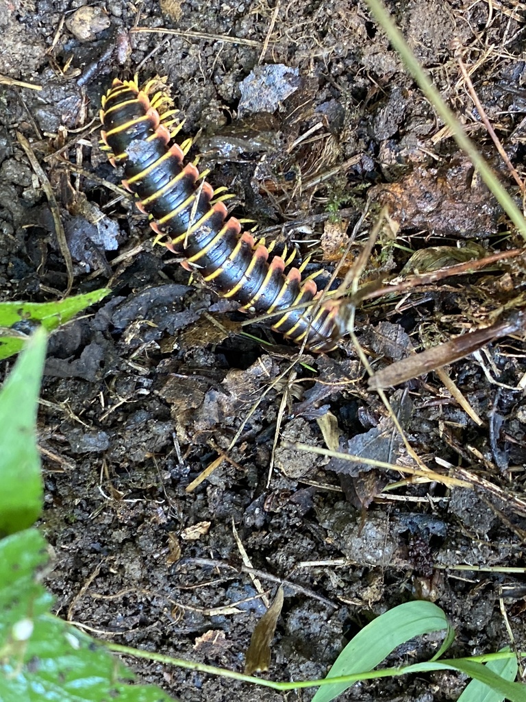 Black-and-gold Flat Millipede from Hockessin, DE, US on August 24, 2021 ...