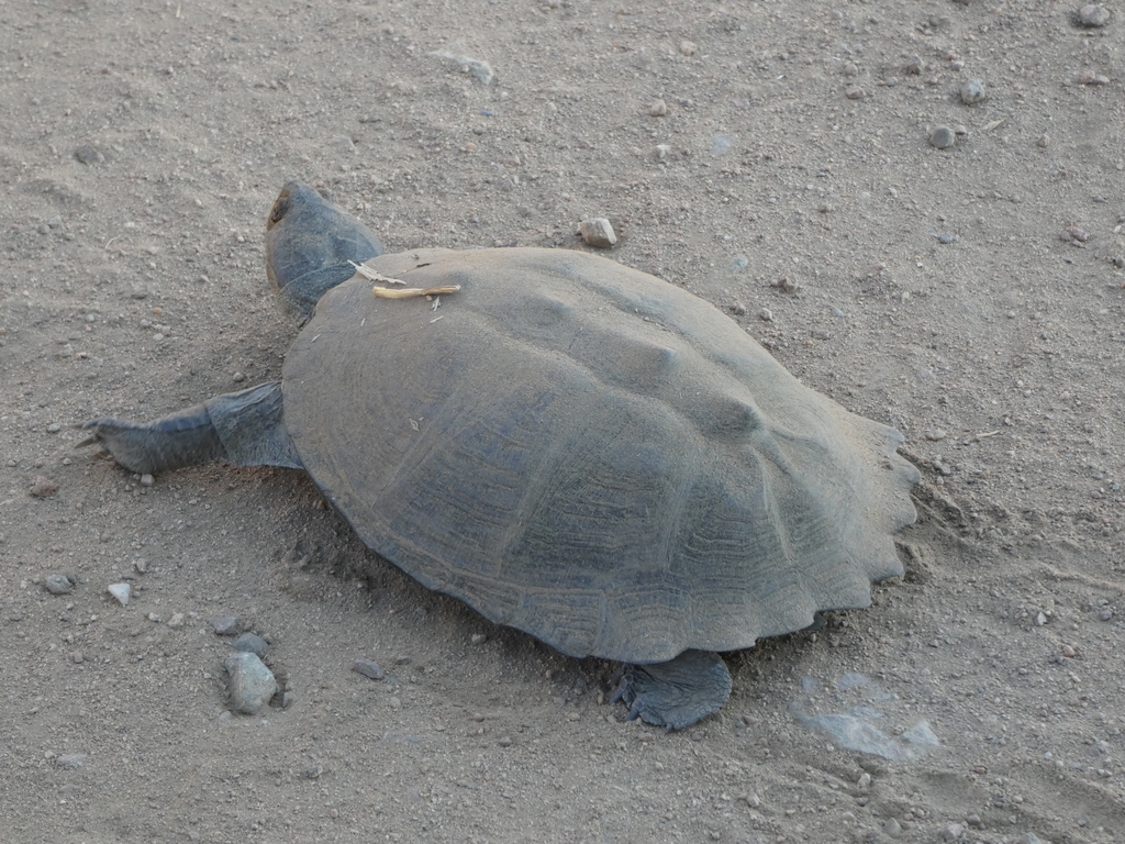 Serrated Hinged Terrapin from Iringa Rural, Tanzania on August 15, 2021 ...