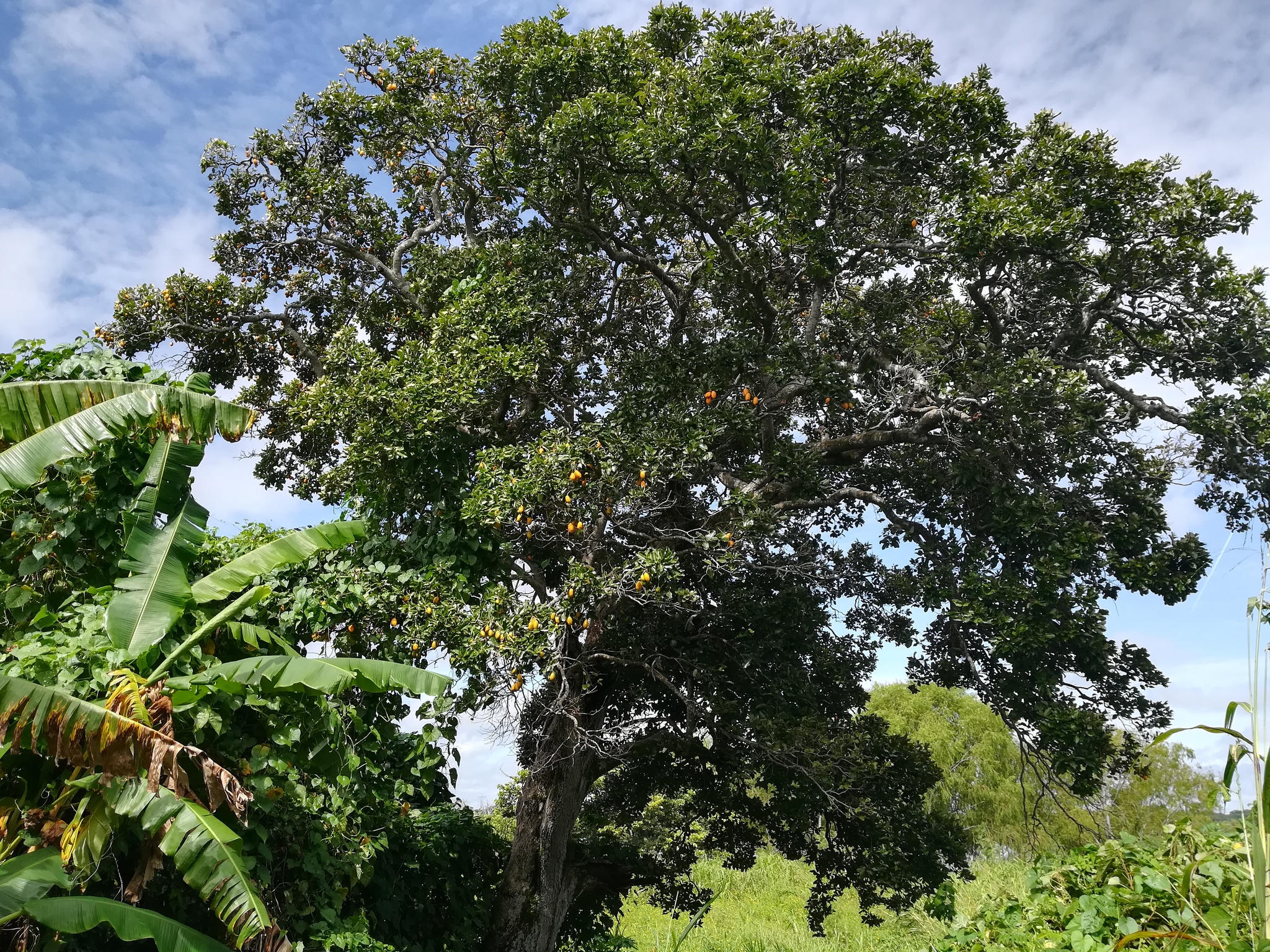 Couepia polyandra (Kunth) Rose
