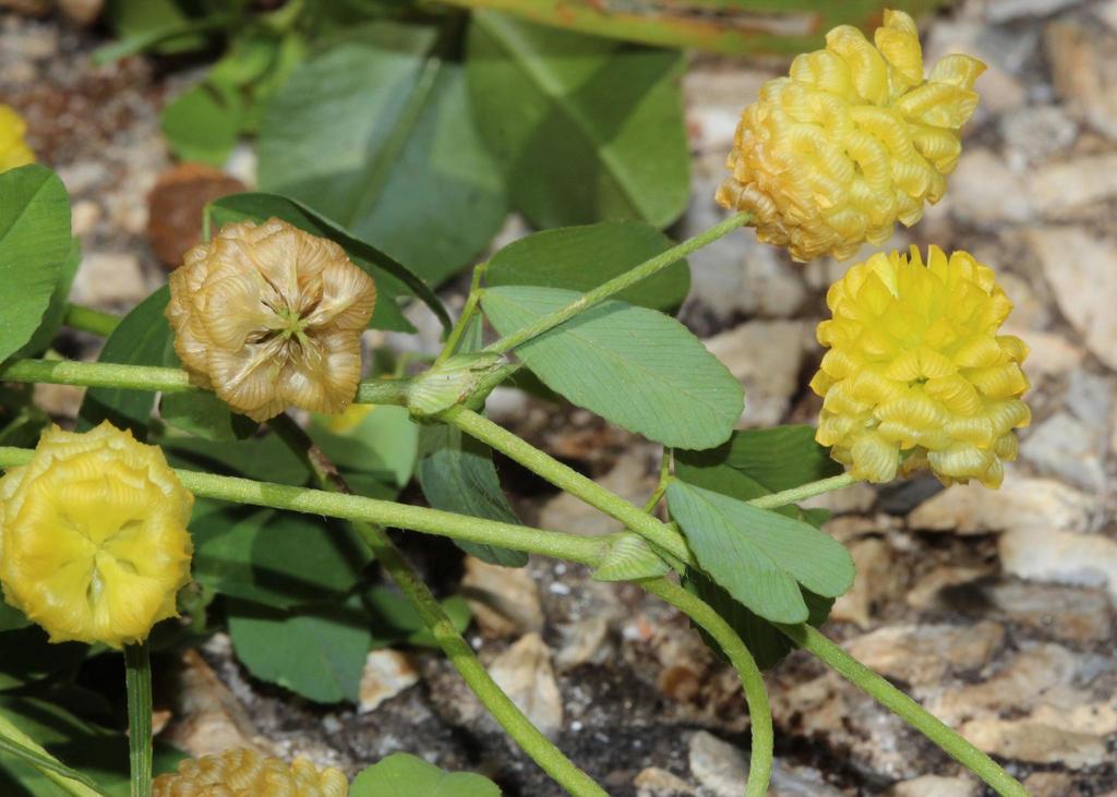 Large Hop Clover (Trifolium campestre campestre) - Botanical Realm