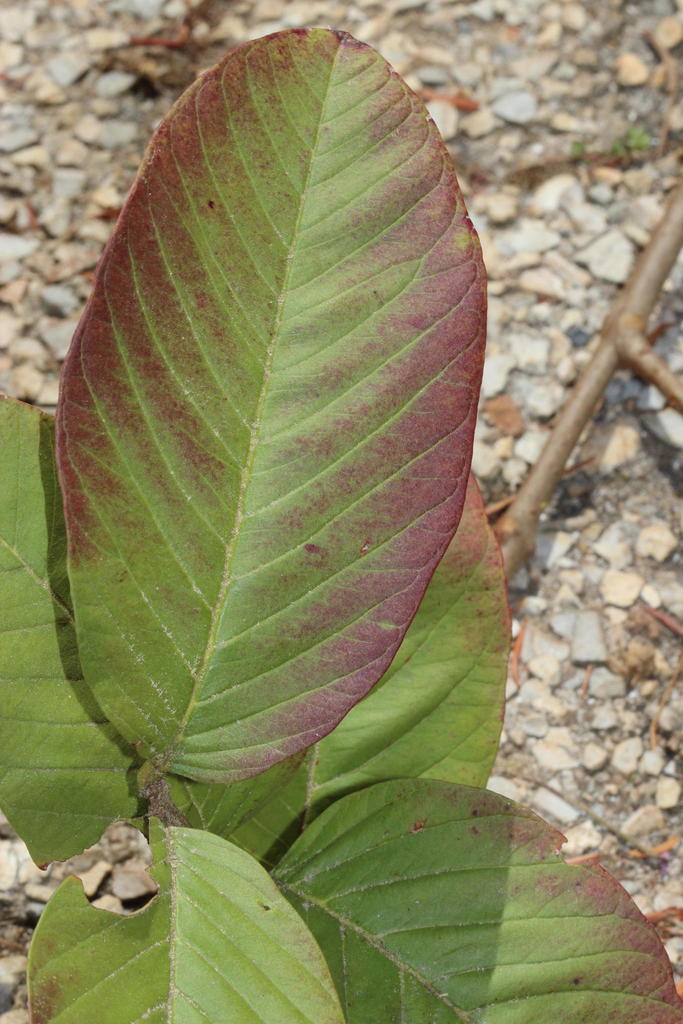 Common guava from Constantiaberg Green Belt Alphen Trail - upper ...