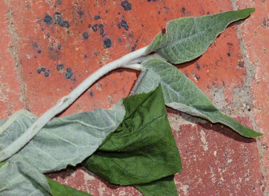Madagascar Buddleia from Constantiaberg Green Belt Die Hel on October ...