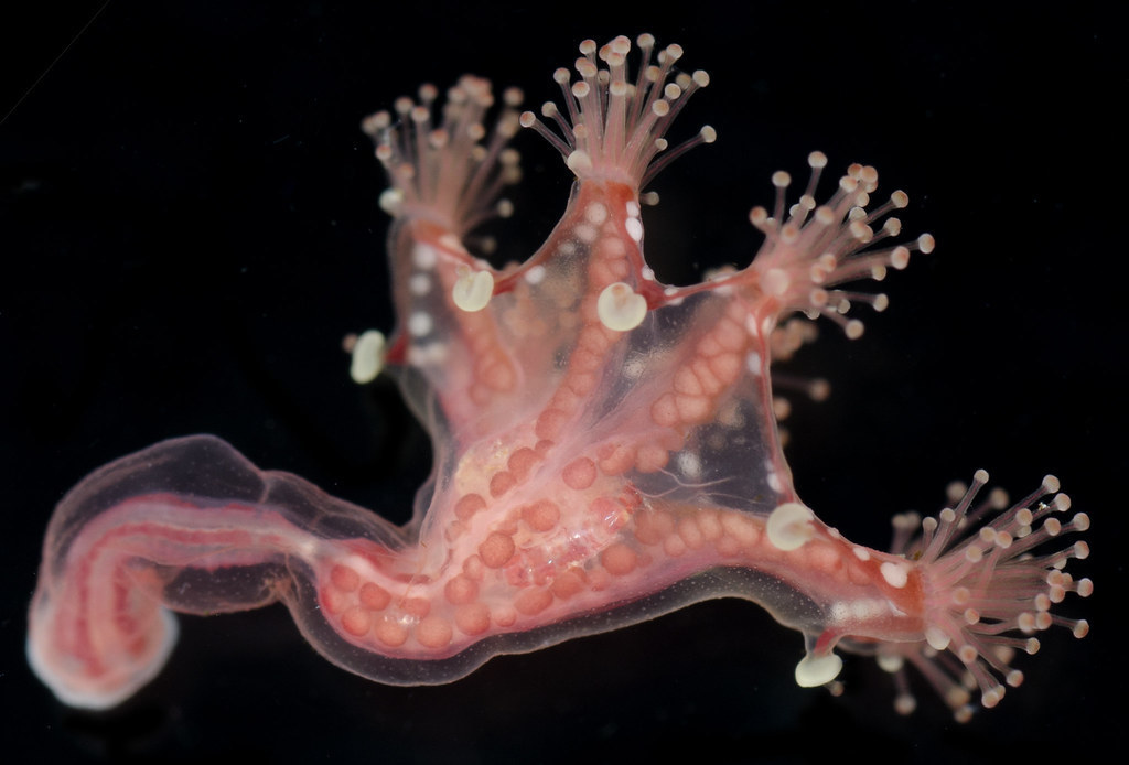 Haliclystus californiensis from Spider Island ARMS vicinity on August ...
