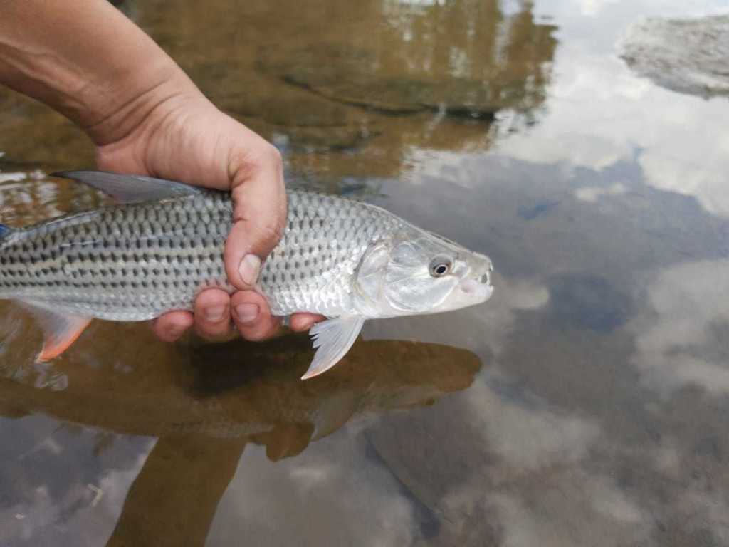 Blue Tigerfish from Iringa Rural, Tanzania on August 4, 2021 at 09:37 ...