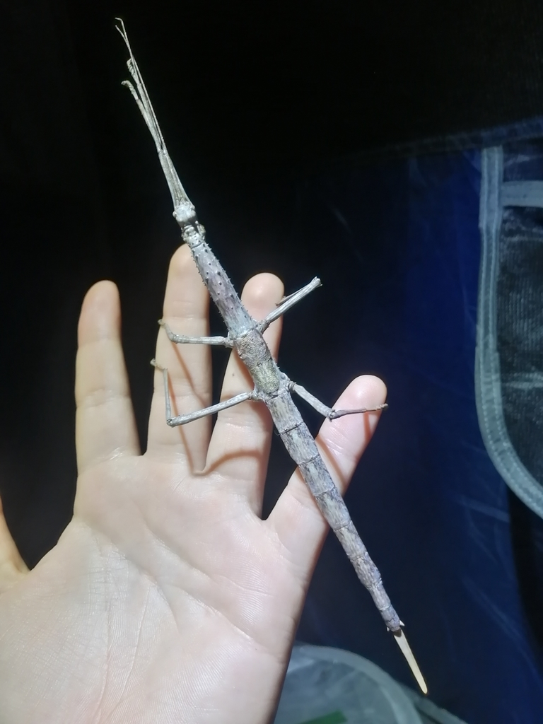 Giant Green Stick Insect from Oviedo, Dominican Republic on August 11 ...