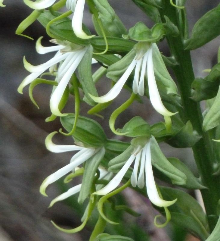 Green Woodorchid (East Head and NSRI ) · iNaturalist