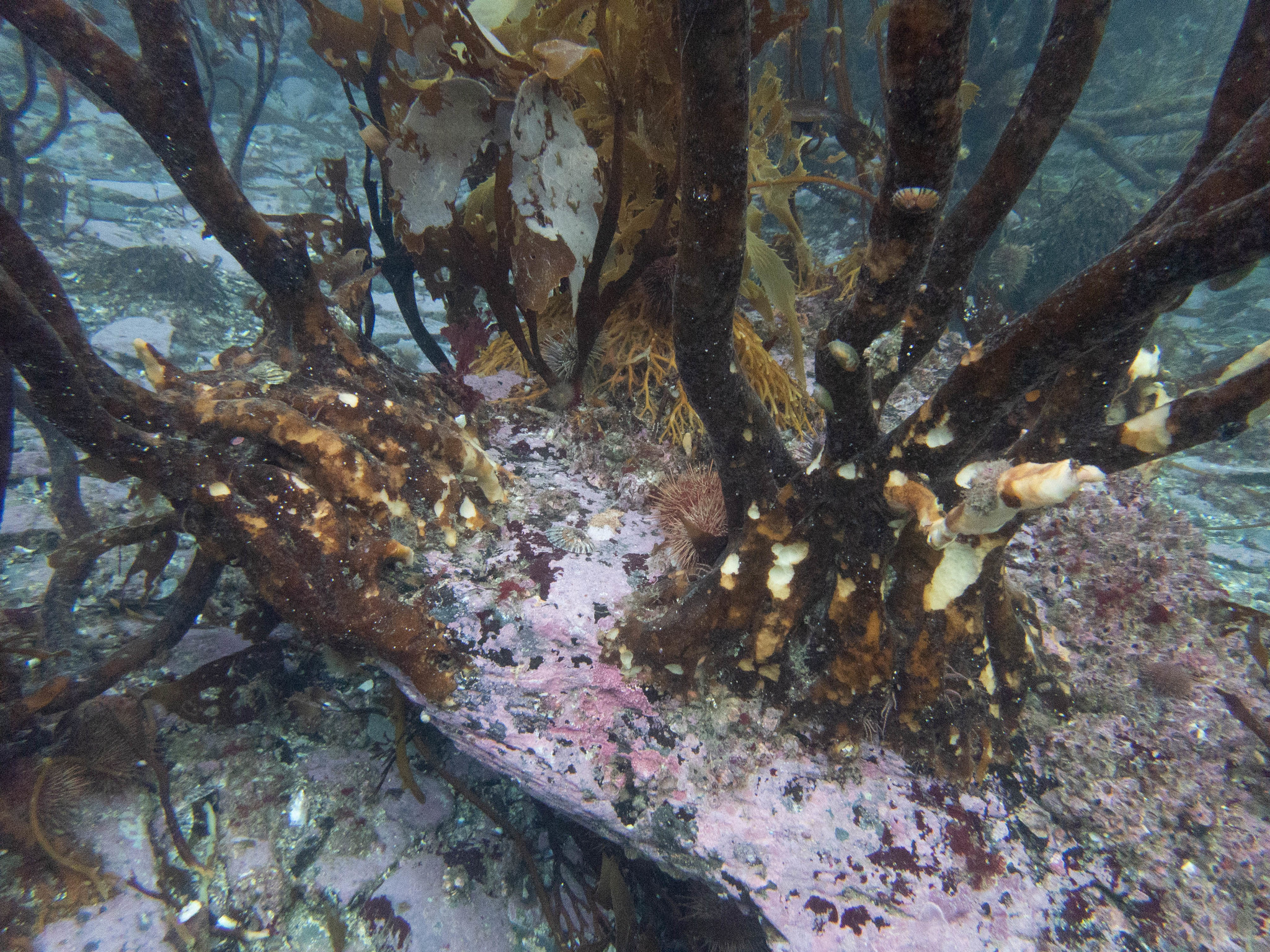 Lessonia flavicans Bory, 1825