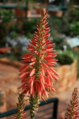 Penge Aloe (Aloe hardyi) · iNaturalist