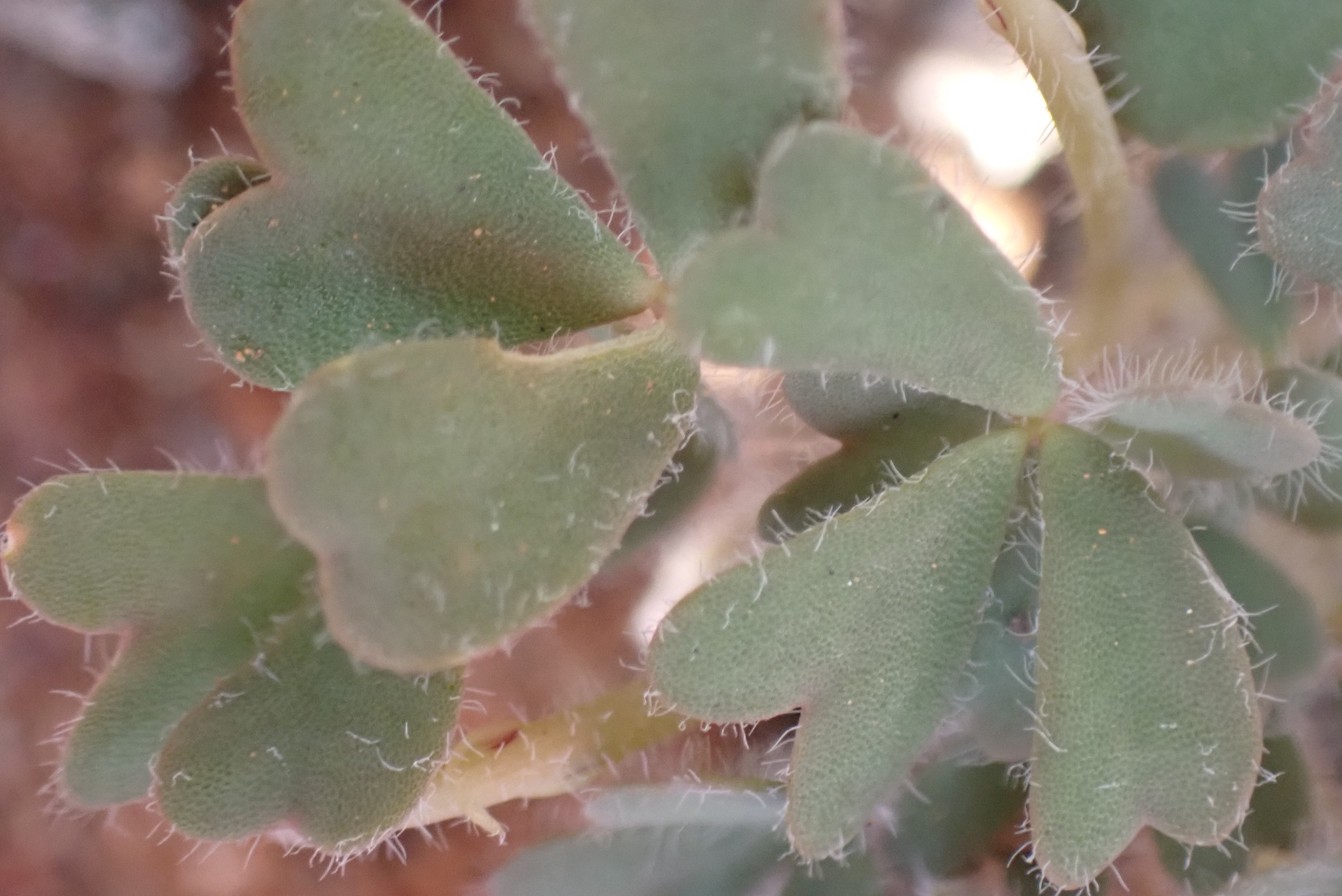 Oxalis annae F.Bolus