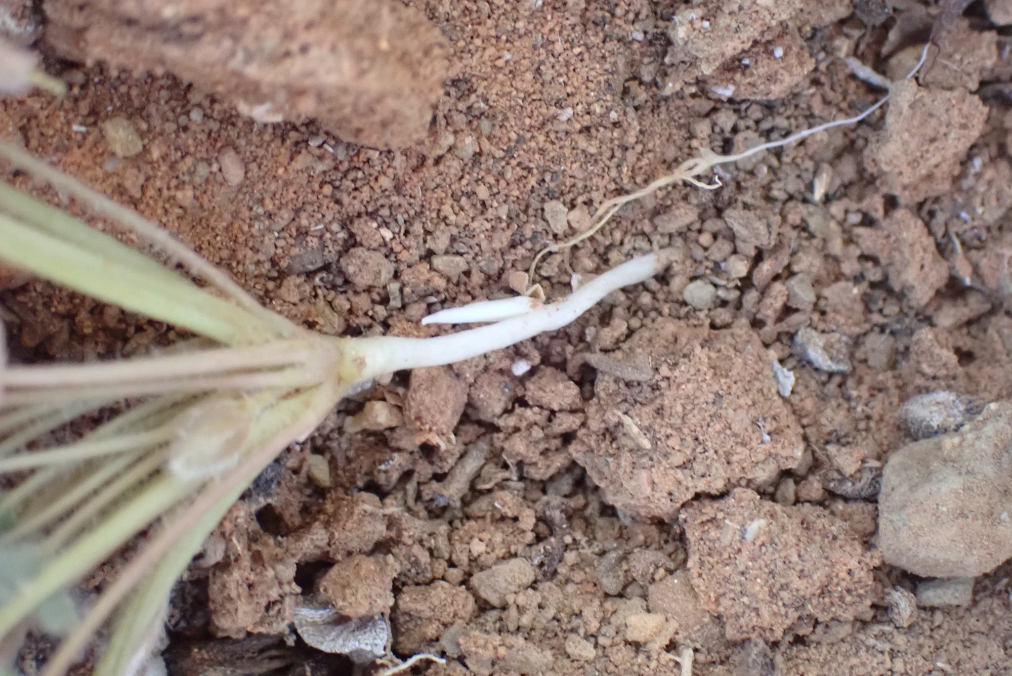 Oxalis annae F.Bolus