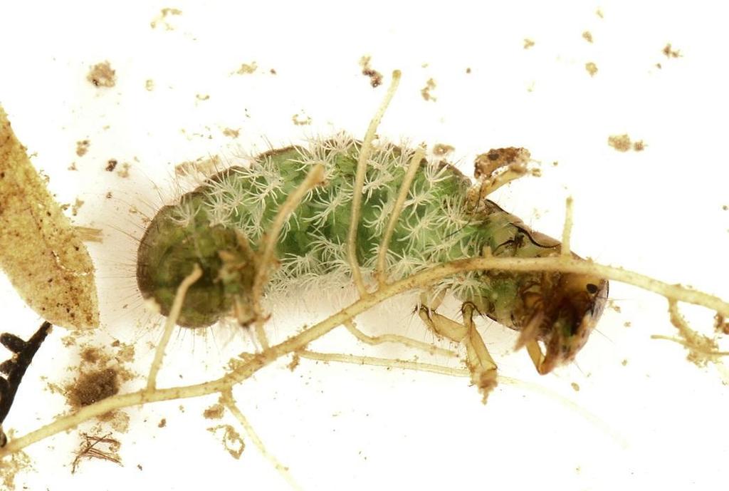 Macrostemum capense from Riffle in Blyde river near Hoedspruit ...